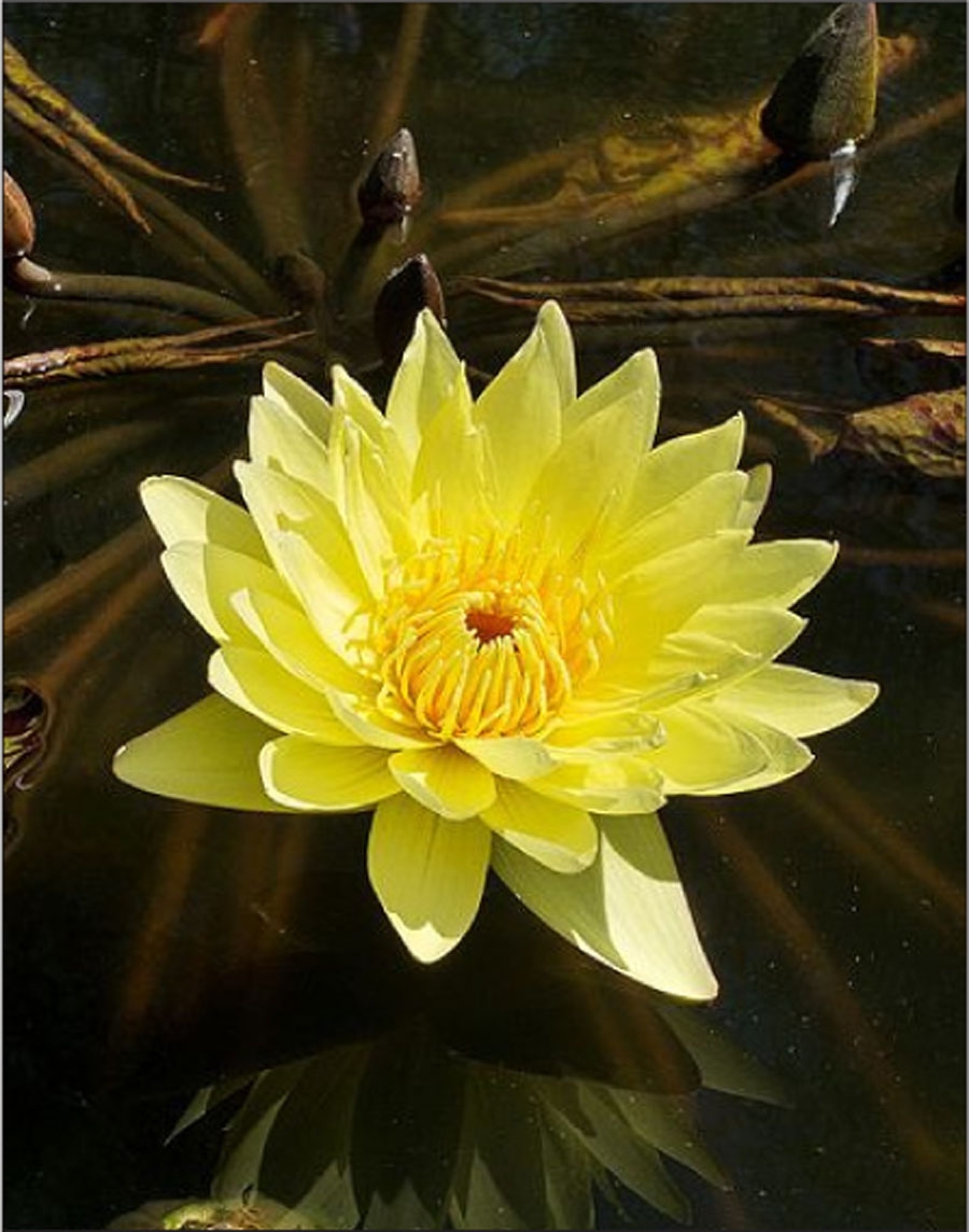 Invasive alien species : A growing threat to ecosystem harmony - The ...