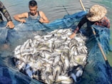 Ningol Chakkouba 2024 Fish farm lines up 2000 Kgs of Pengba, Khabak ...